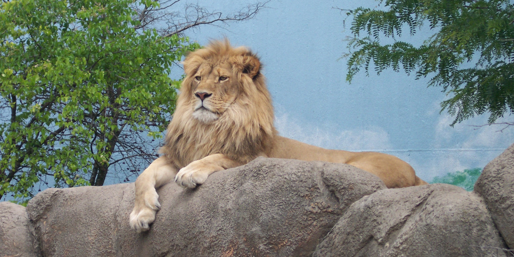 CHECK OUT THE NEW LION KING TRAILER! - Z93