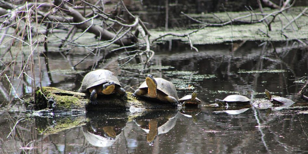 Snapping Turtle Seen On Chicago River Nicknamed "Chonkosaurus" - Z93