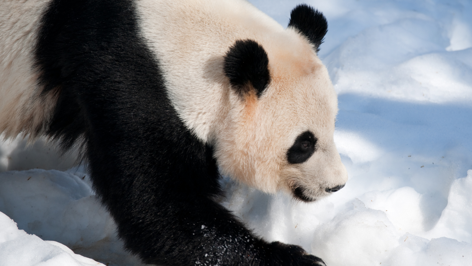 TIRED OF SHOVELING? WATCHING CUTE PANDAS PLAYING IN SNOW SHOULD HELP! - Z93