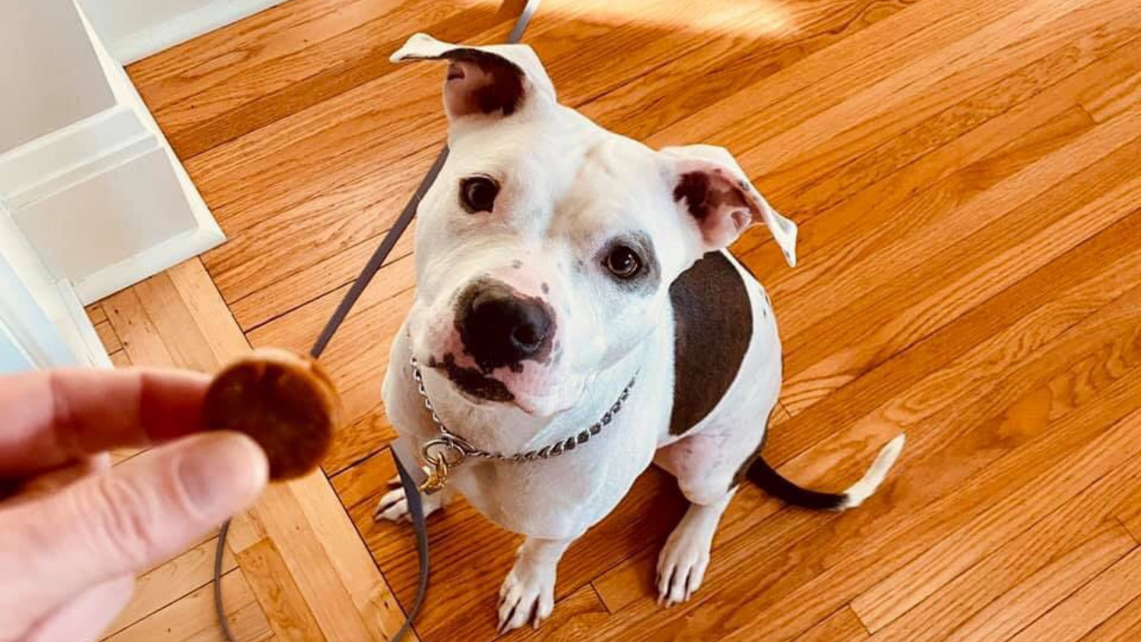 LOCAL TREAT COMPANY, WUFFY, IS HOSTING AN EGG HUNT FOR DOGS! #FITFUNFAB ...