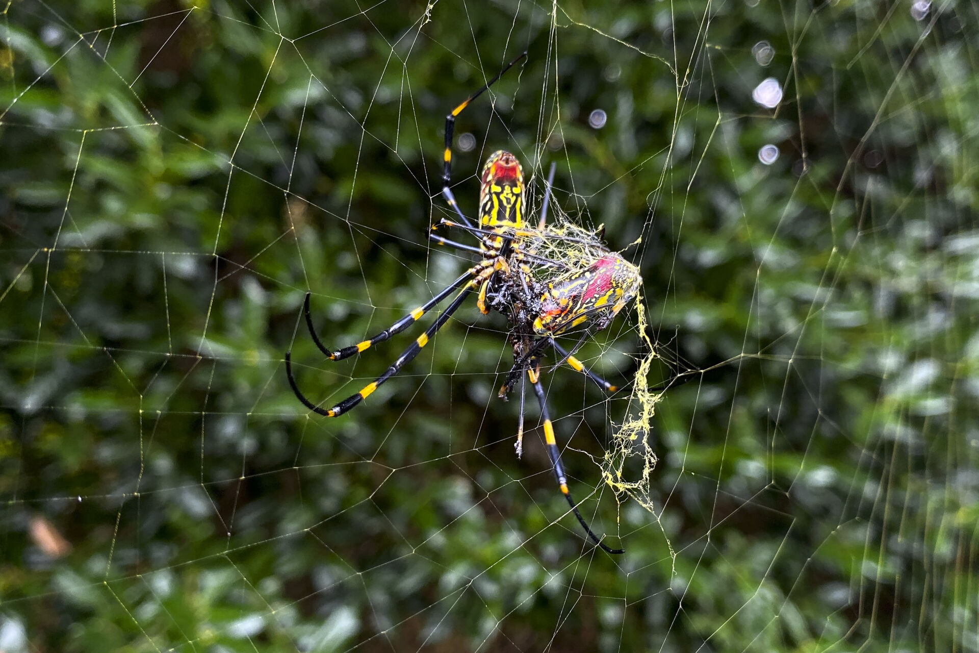 Giant Spiders Expected To Show Up On East Coast This Summer - Z93