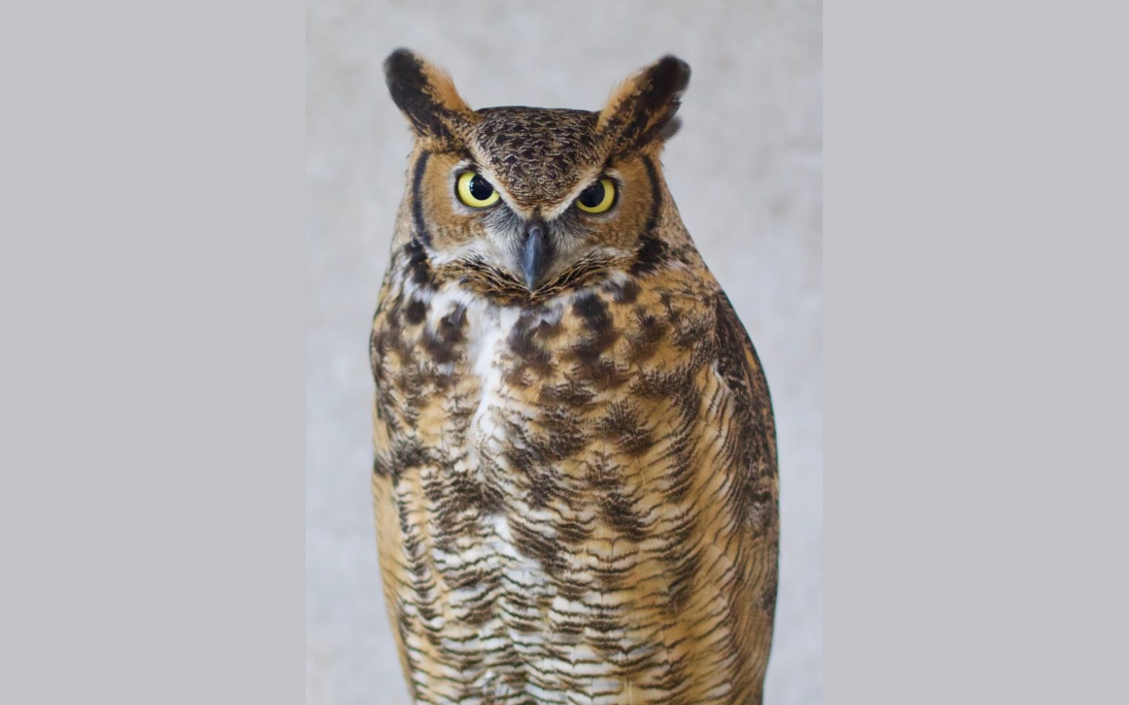 INTERNATIONAL FESTIVAL OF OWLS THIS WEEKEND IN HOUSTON, MN - Z93