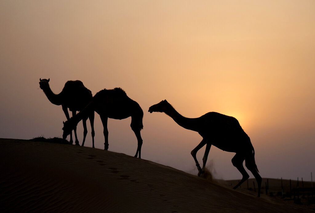 CAMEL BITES MAN AT A MINNESOTA ZOO - Z93