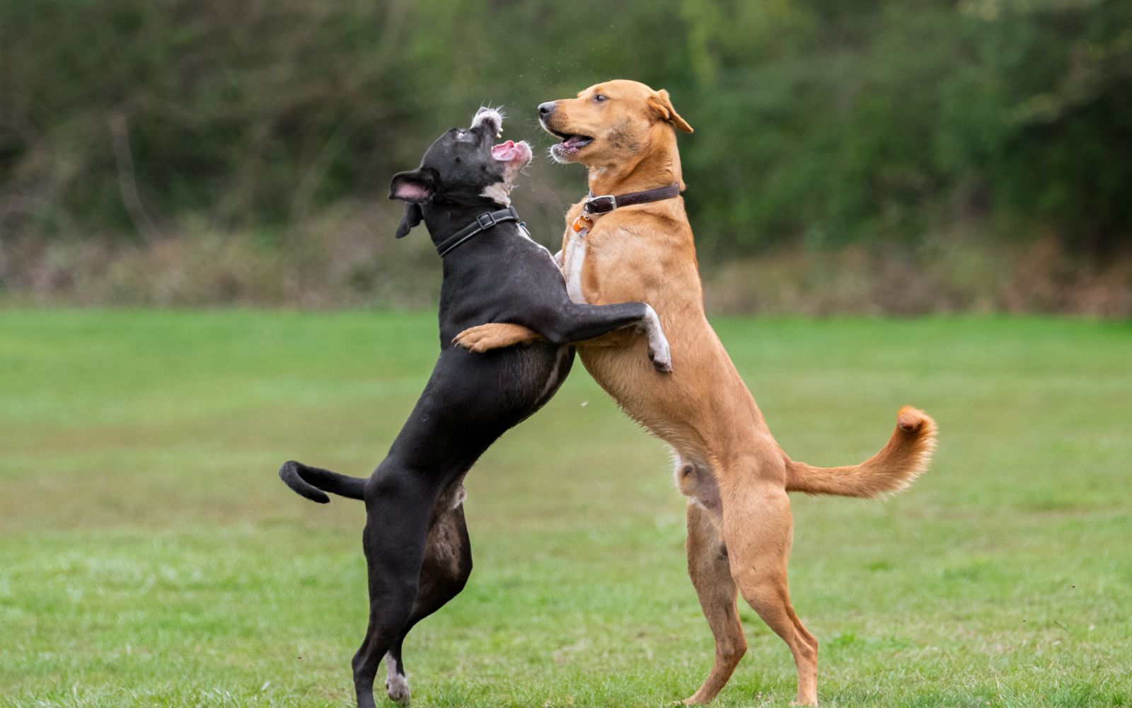 Conga Line Of Dogs at Julio Durbin blog