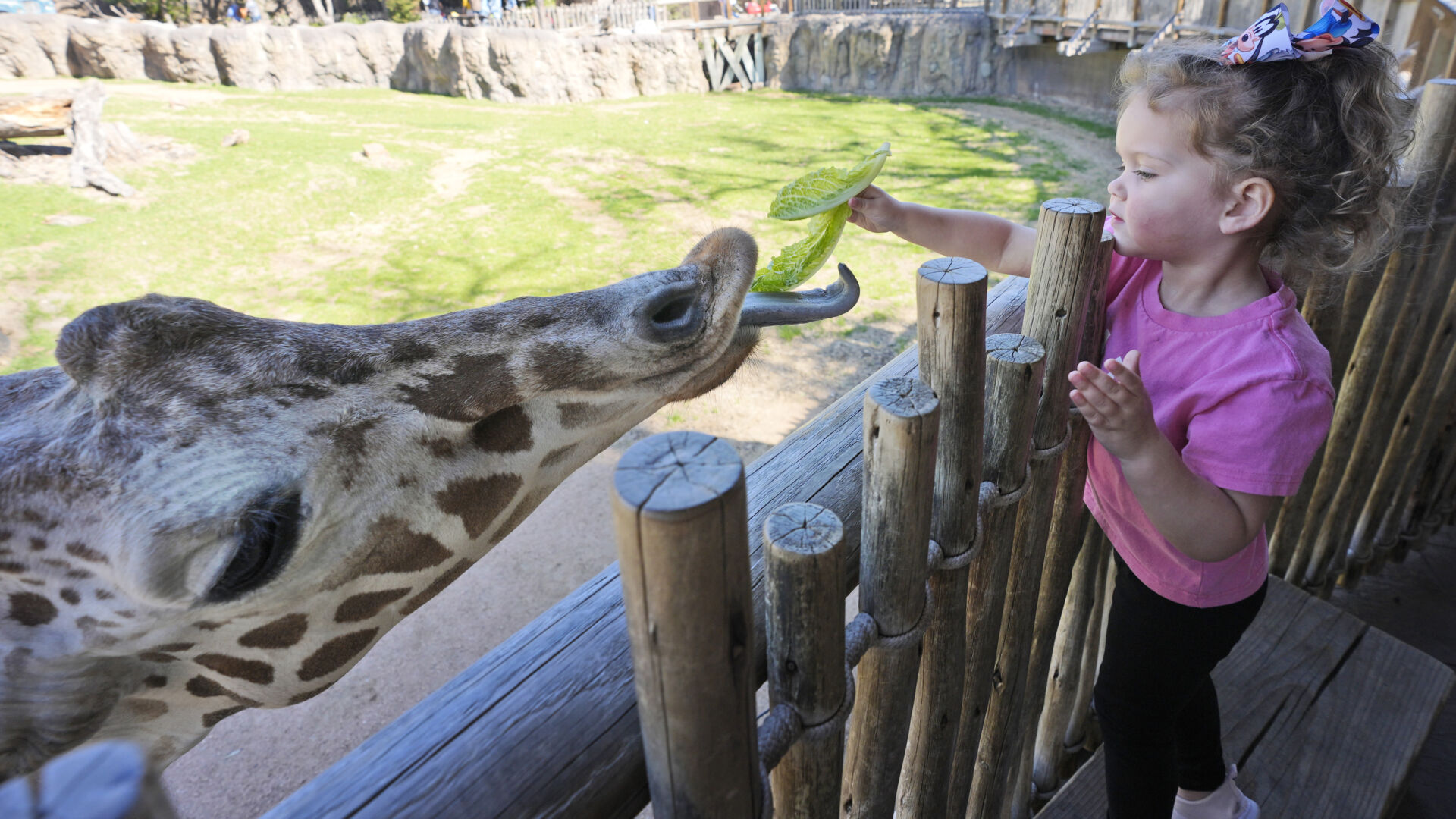 Giraffe Picks Up Toddler At Texas Safari Park - Z93